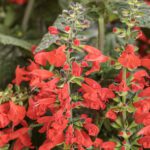 Order Salvia Annuals Online