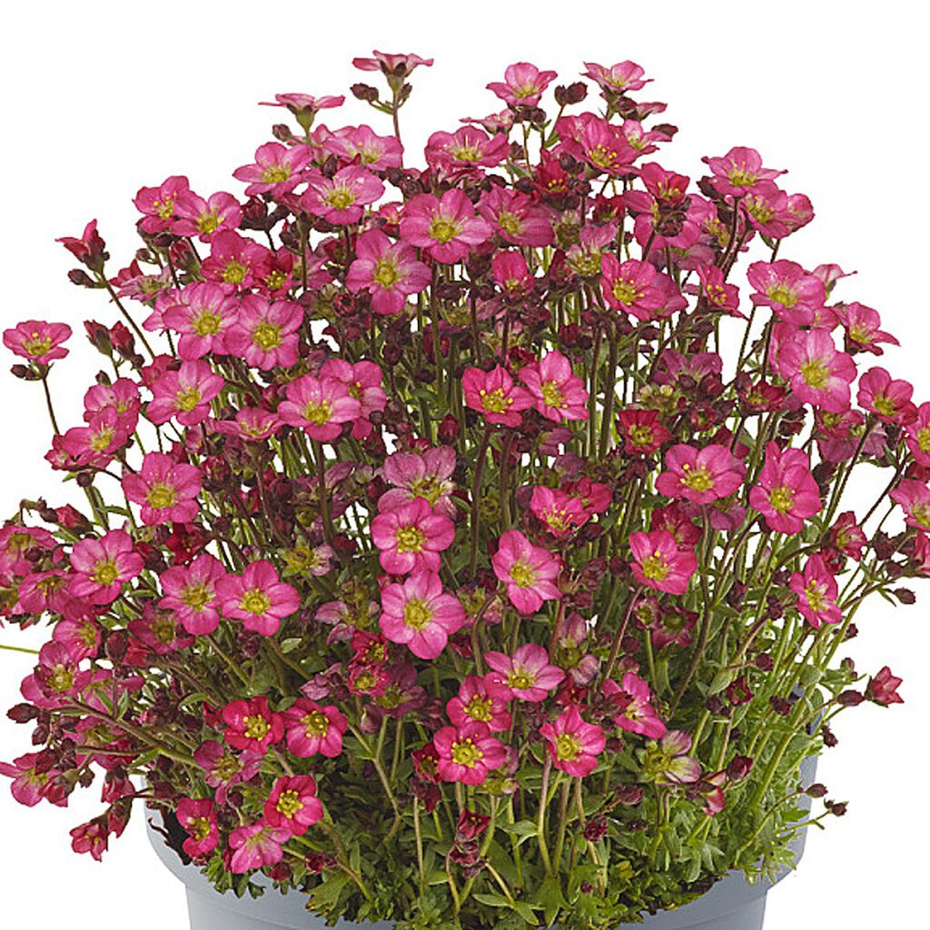 MARTO™ 'Hot Rose' Saxifraga (Rockfoil)