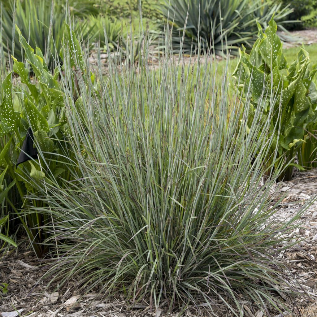 PRAIRIE WINDS® 'Brush Strokes' Schizachyrium