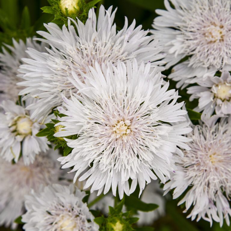TOTALLY STOKED™ 'Whitecaps' Stokesia (Stoke's Aster)