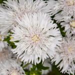 TOTALLY STOKED™ 'Whitecaps' Stokesia (Stoke's Aster)