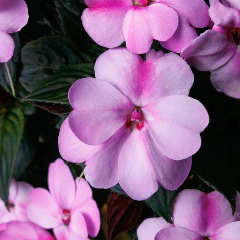 SUNPATIENS® Compact Lavender Splash Impatiens