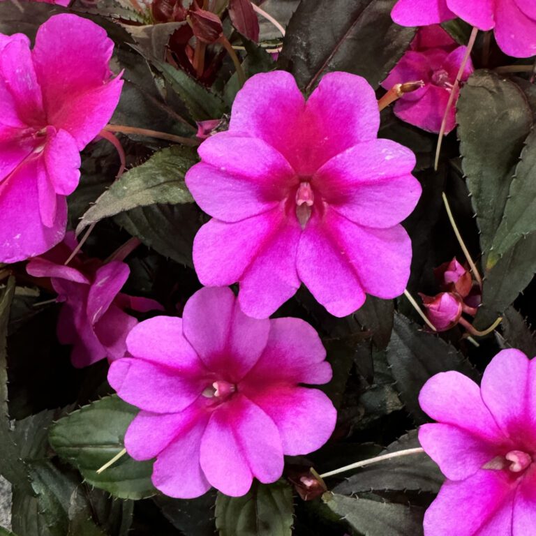 SUNPATIENS® Compact Purple Candy Impatiens