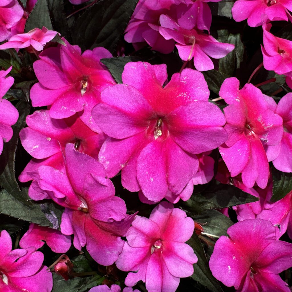 SUNPATIENS® Compact Purple Candy Impatiens