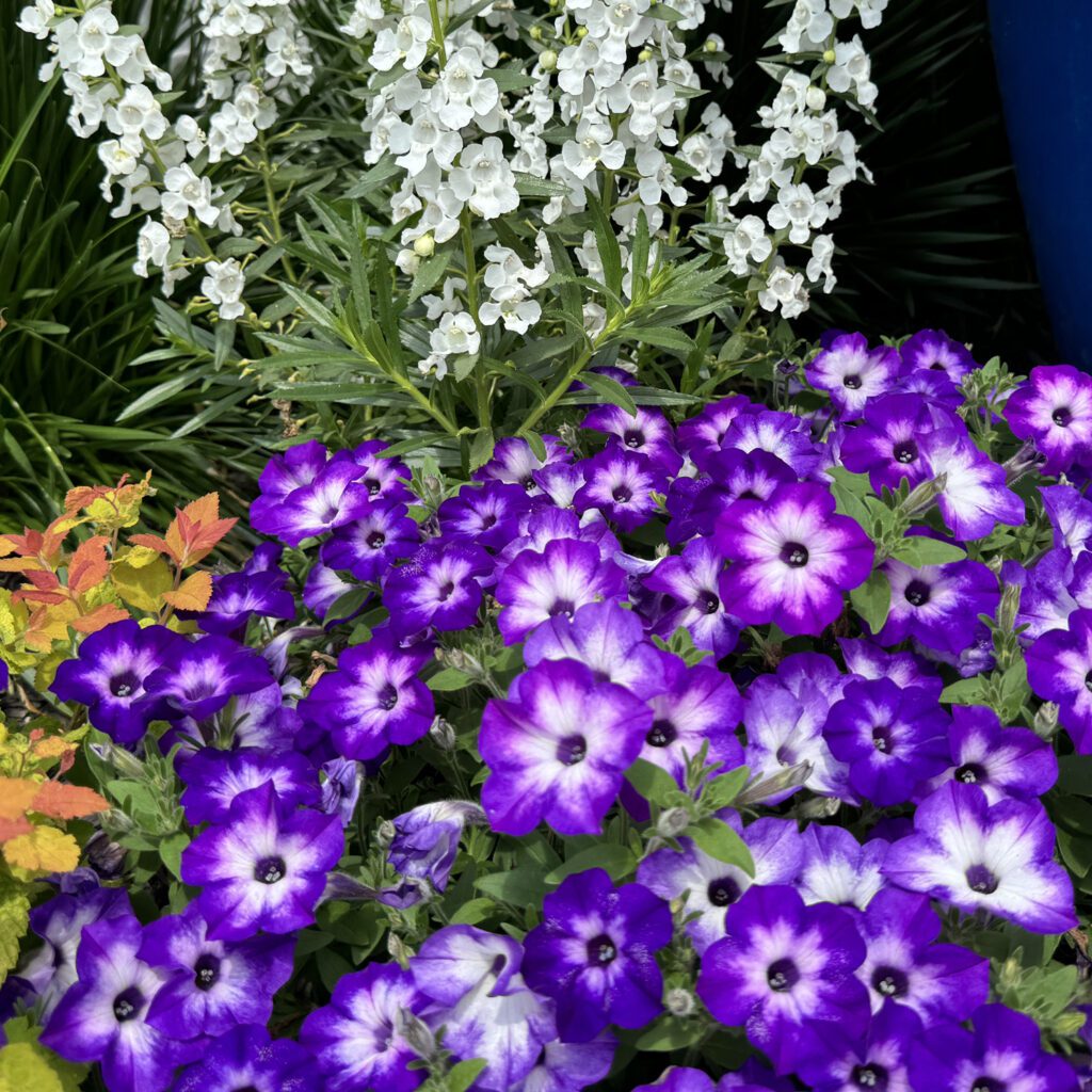SUPERTUNIA® Tiara® Blue Petunia - Order Online