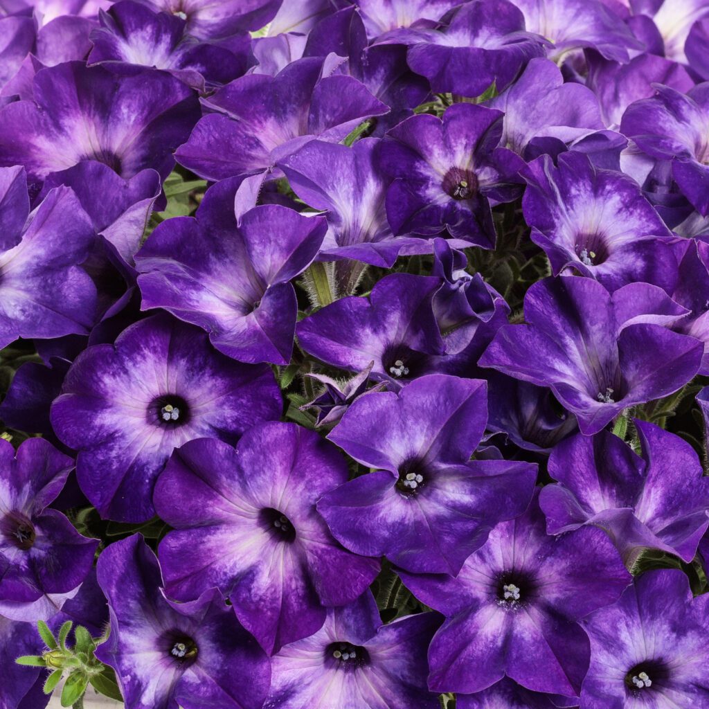 SUPERTUNIA® Tiara® Blue Petunia - Order Online