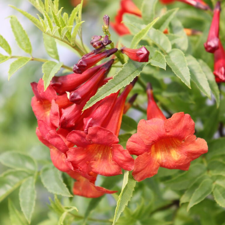 Chicklet® Red Tecoma (Esperanza)