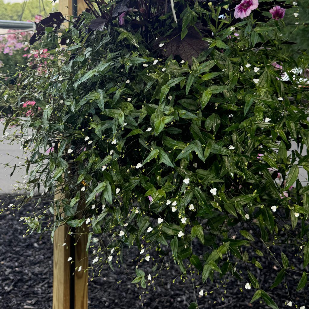 Tradescantia Bridal Veil White - Order Online