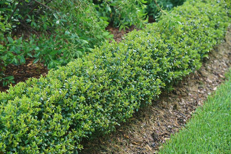 STRONGBOX® Inkberry Holly - Order Online