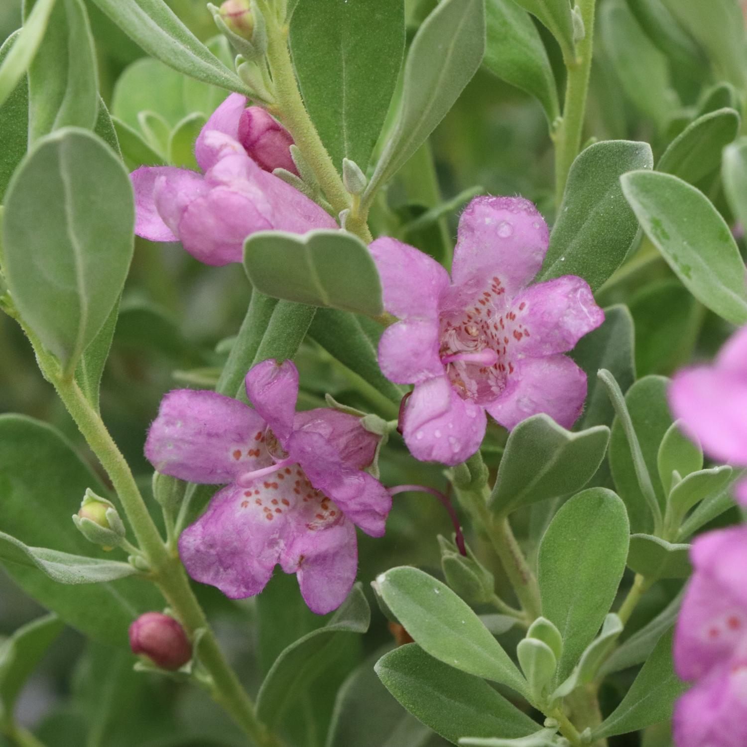 Texas Sage - Leucophyllum Archives