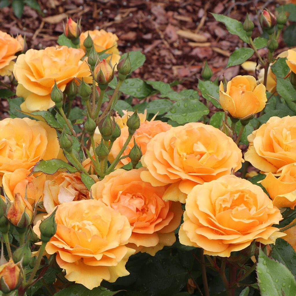REMINISCENT® Ginger Rosa