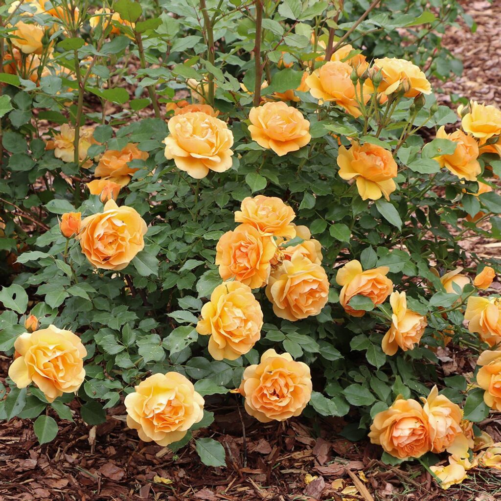 REMINISCENT® Ginger Rosa